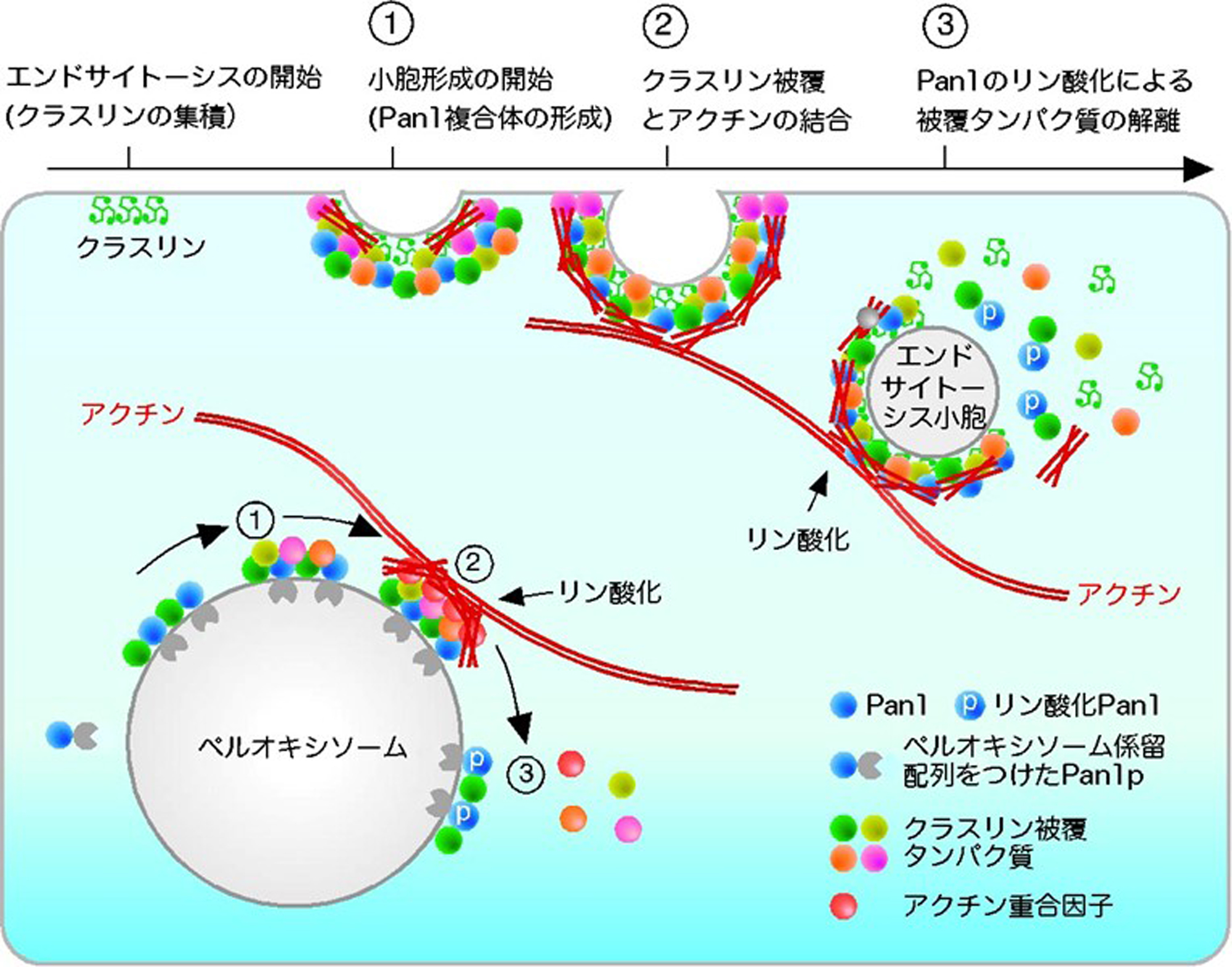 細胞が物質を取り込む現象（エンドサイトーシス）の新しい制御機構の発見 | 2022年のプレスリリース | プレスリリース | 東京工科大学