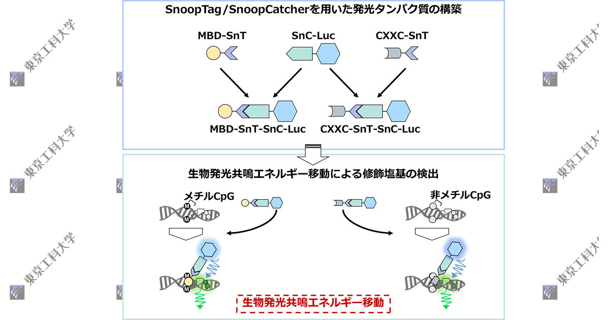 ゲノムDNA中の各種修飾塩基を測定する発光タンパク質構築法を開発 | 2023年のプレスリリース | プレスリリース | 東京工科大学